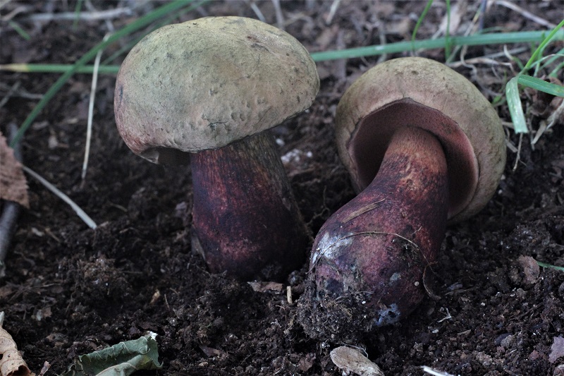 Boletus da determinare , Natura Mediterraneo | Forum Naturalistico