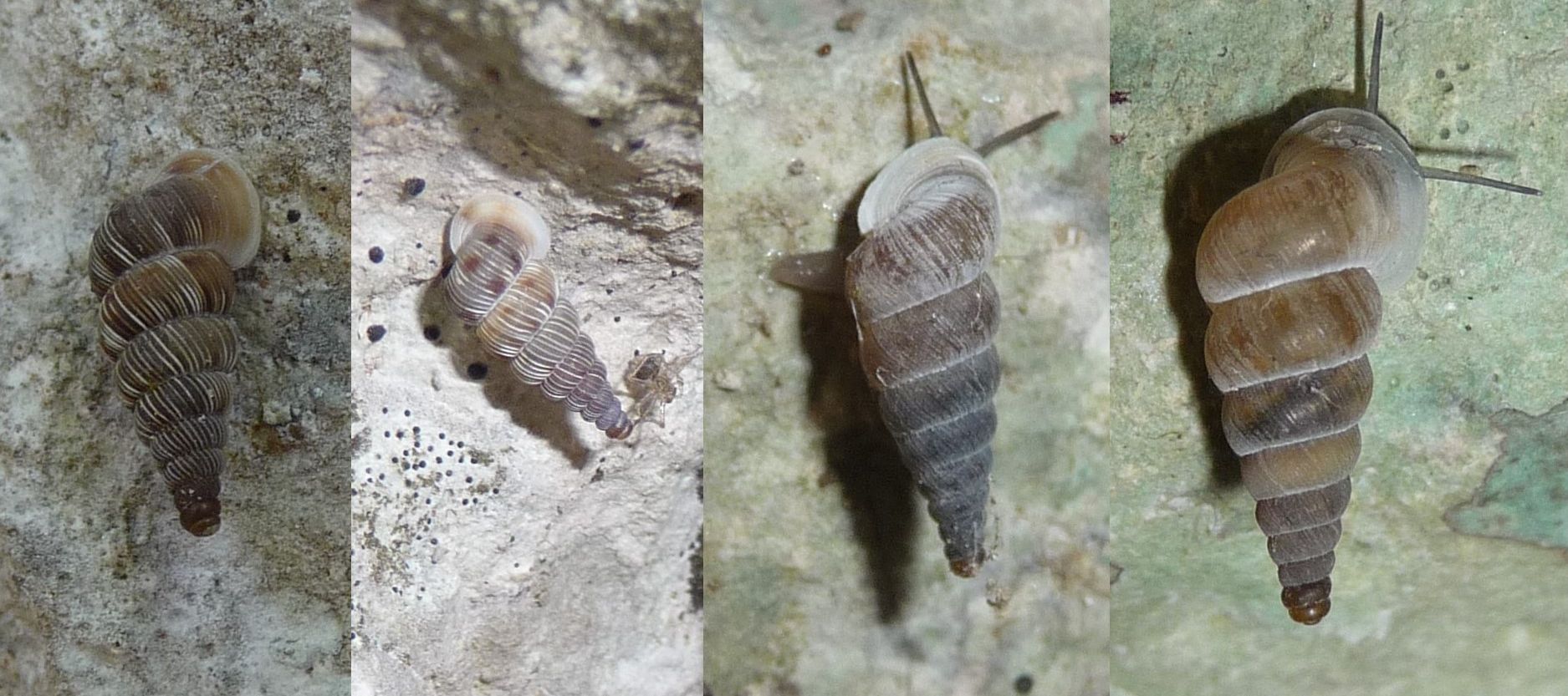Cochlostoma delle grotte di Pradis , Natura Mediterraneo | Forum ...