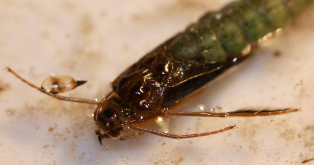 Pupa di Rhyacophila , Natura Mediterraneo | Forum Naturalistico