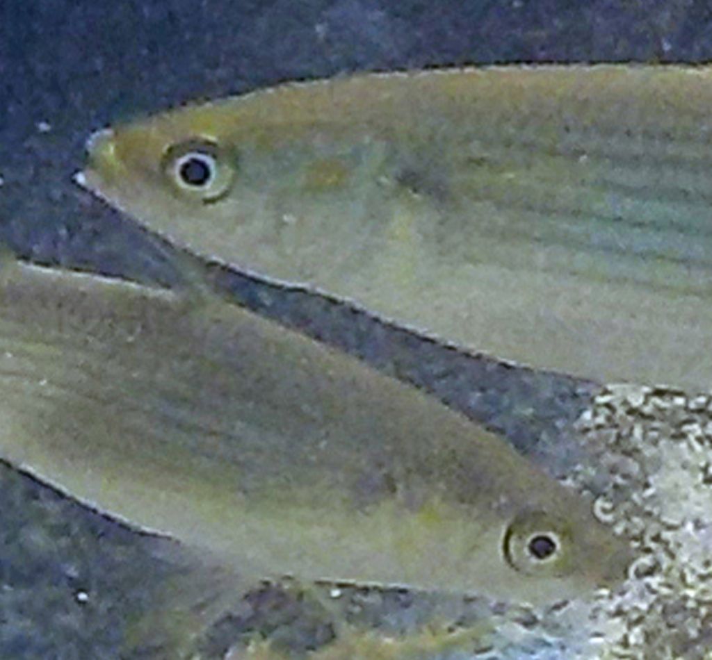Da identificare: cefali da Rodi , Natura Mediterraneo | Forum Naturalistico