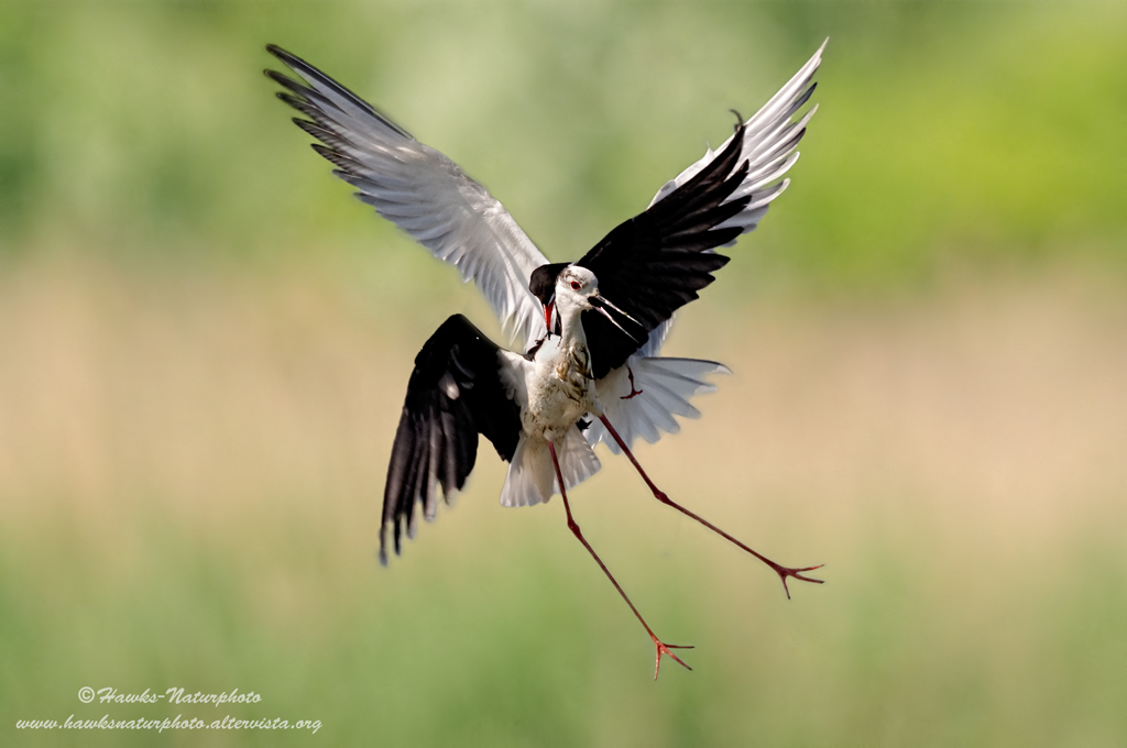 Sterna contro Cavaliere , Natura Mediterraneo | Forum Naturalistico