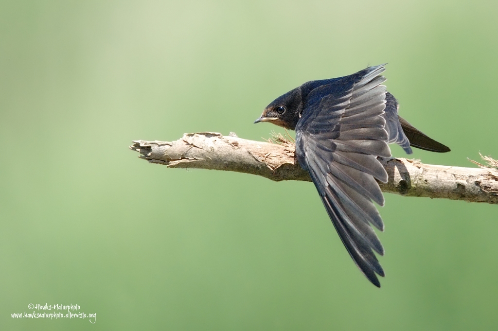 Rondini , Natura Mediterraneo | Forum Naturalistico