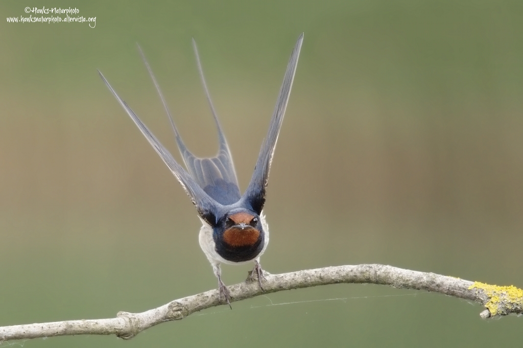 Rondini , Natura Mediterraneo | Forum Naturalistico