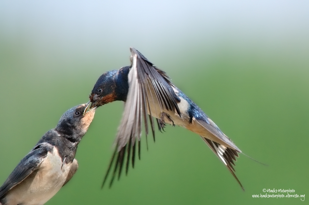 Rondini , Natura Mediterraneo | Forum Naturalistico