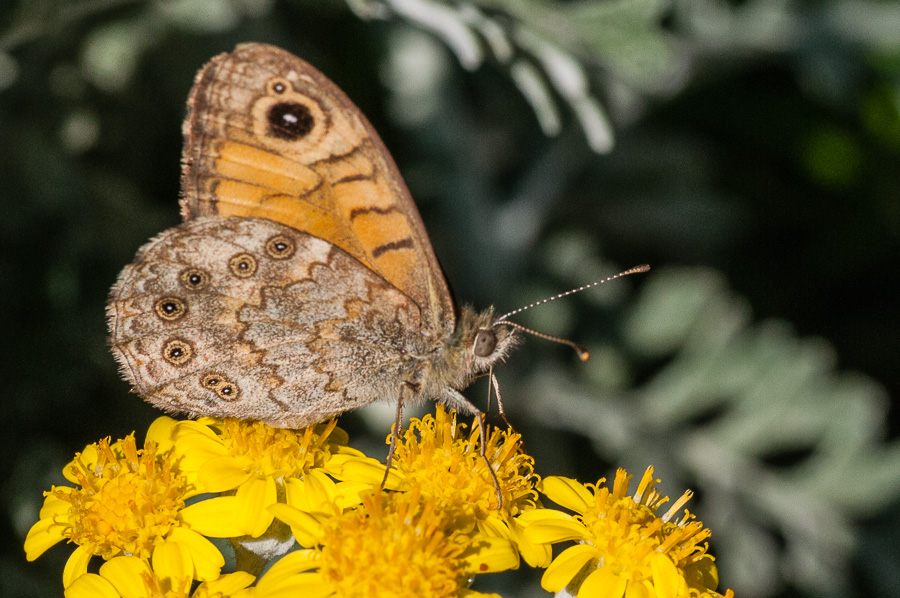 Nymphalidae , Natura Mediterraneo | Forum Naturalistico