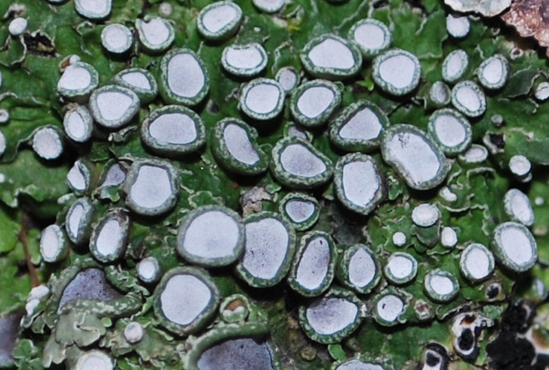 Physconia distorta?? , Natura Mediterraneo | Forum Naturalistico