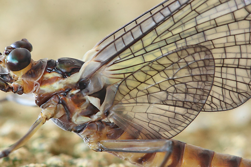 Epeorus del torrente Argentina - Badalucco (IM) , Natura Mediterraneo ...