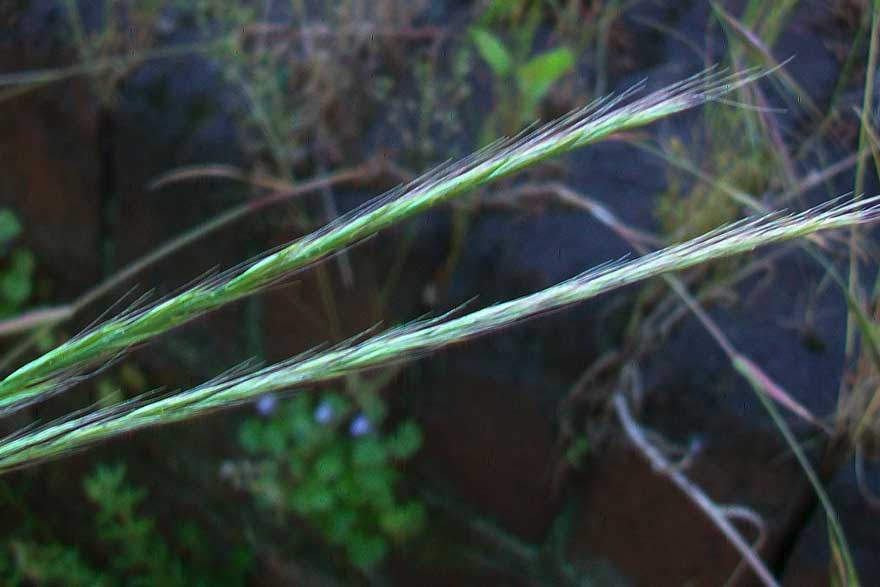 Da identificare- Vulpia sp. , Natura Mediterraneo | Forum Naturalistico