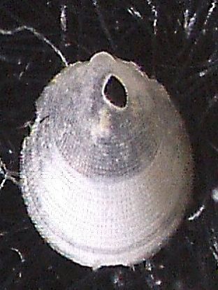 Neopilina??? , Natura Mediterraneo | Forum Naturalistico