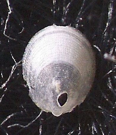 Neopilina??? , Natura Mediterraneo | Forum Naturalistico