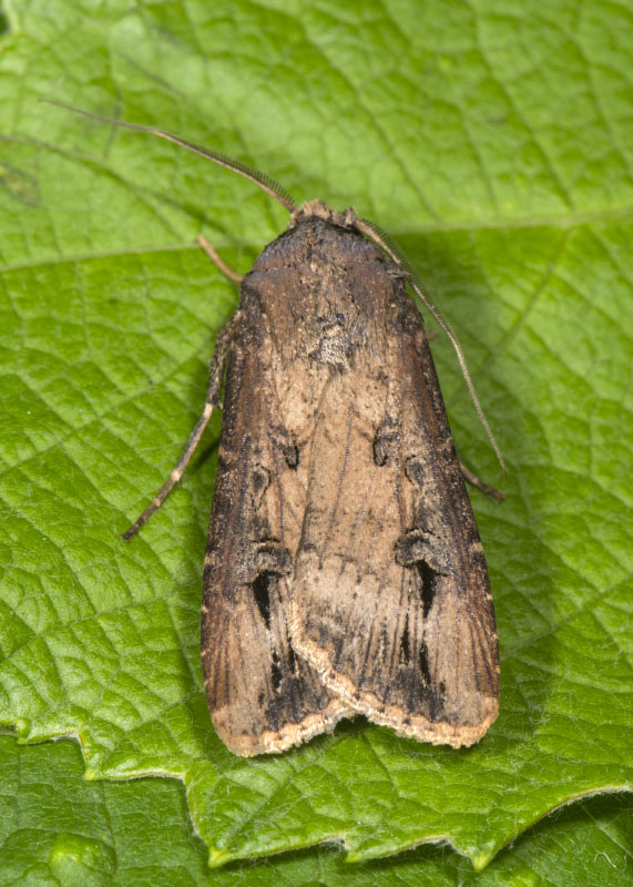 Agrotis sp , Natura Mediterraneo | Forum Naturalistico