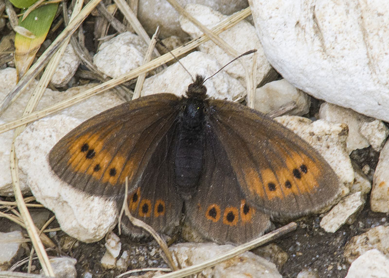 6 sp. di Erebia , Natura Mediterraneo | Forum Naturalistico