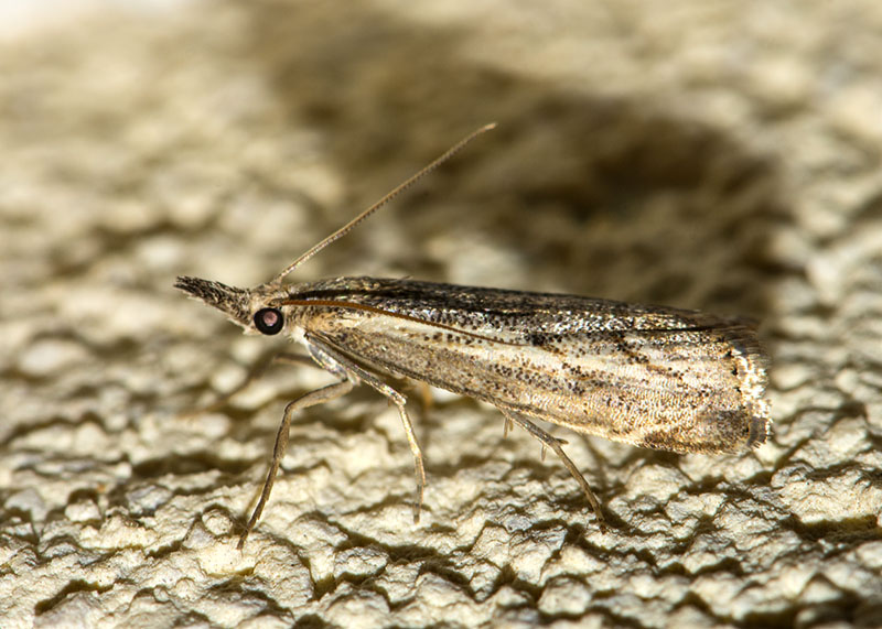 Crambidae , Natura Mediterraneo | Forum Naturalistico