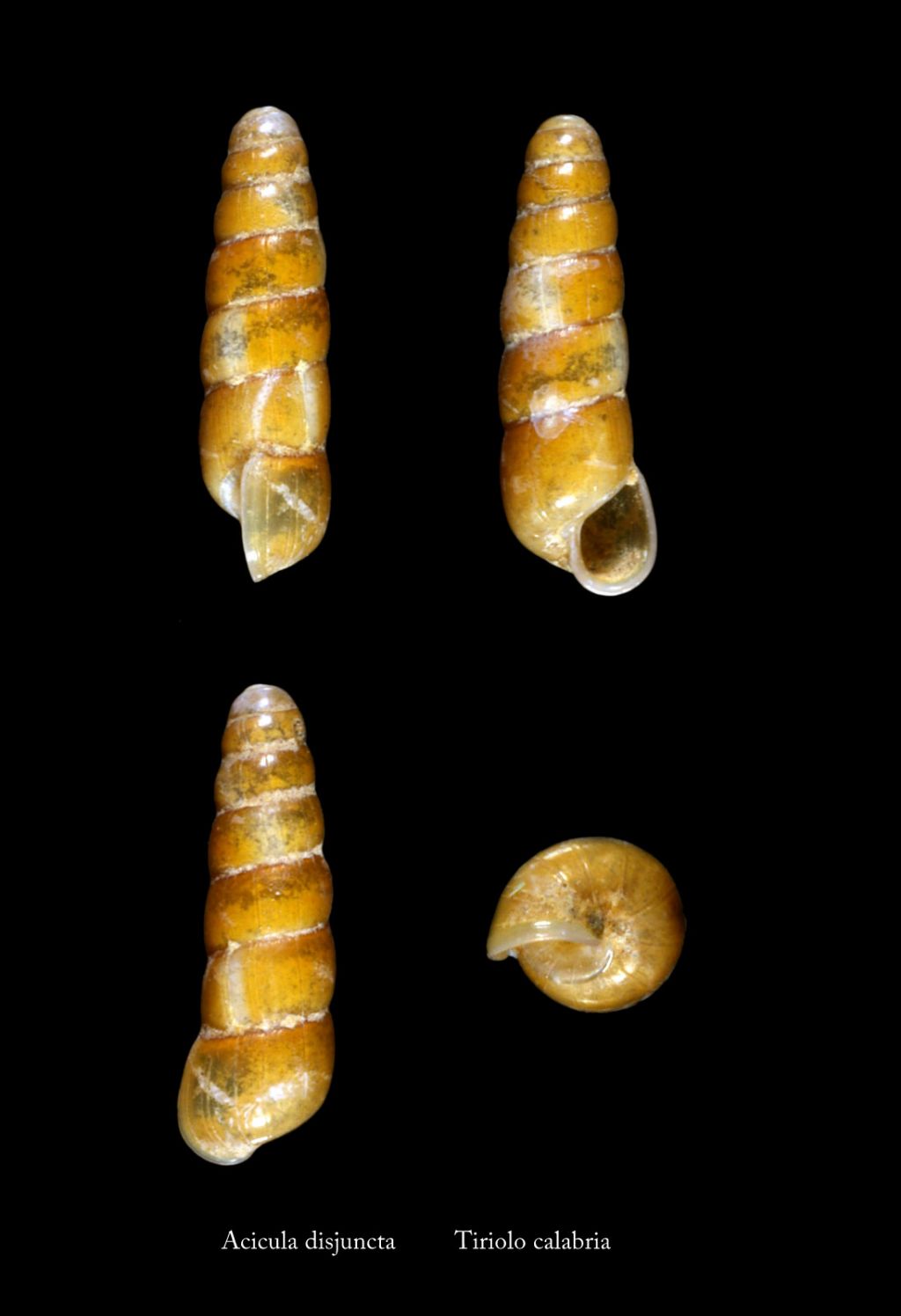 Platyla o acicula? , Natura Mediterraneo | Forum Naturalistico