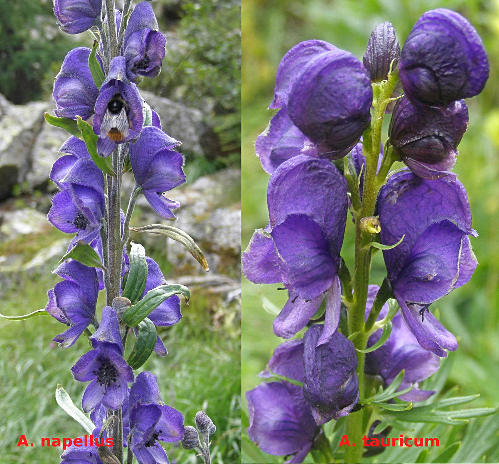 Aconitum napellus? Aconitum sp. (A. napellus o A. tauricum ) , Natura ...