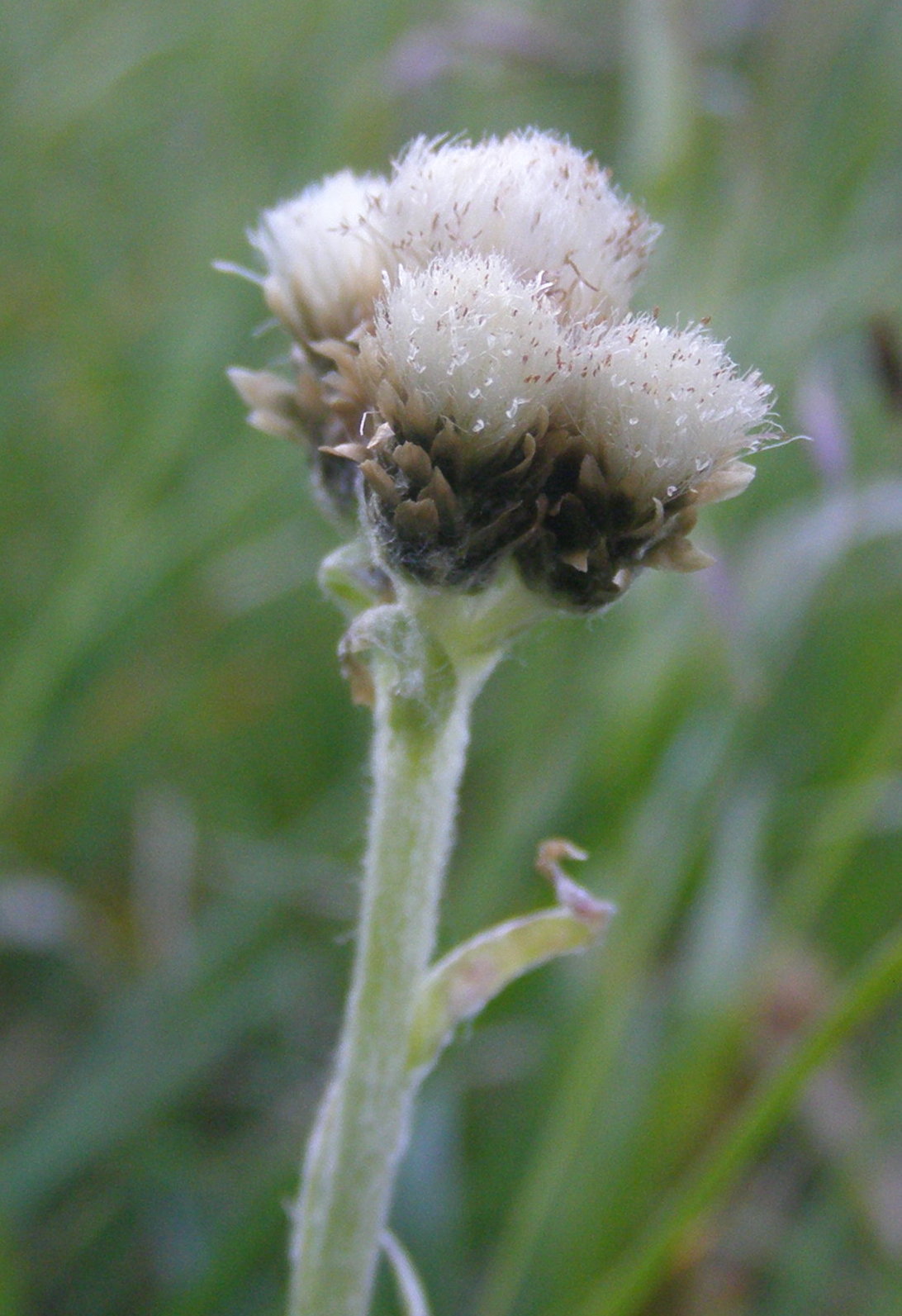 Antennaria carpatica e Antennaria dioica , Natura Mediterraneo | Forum ...