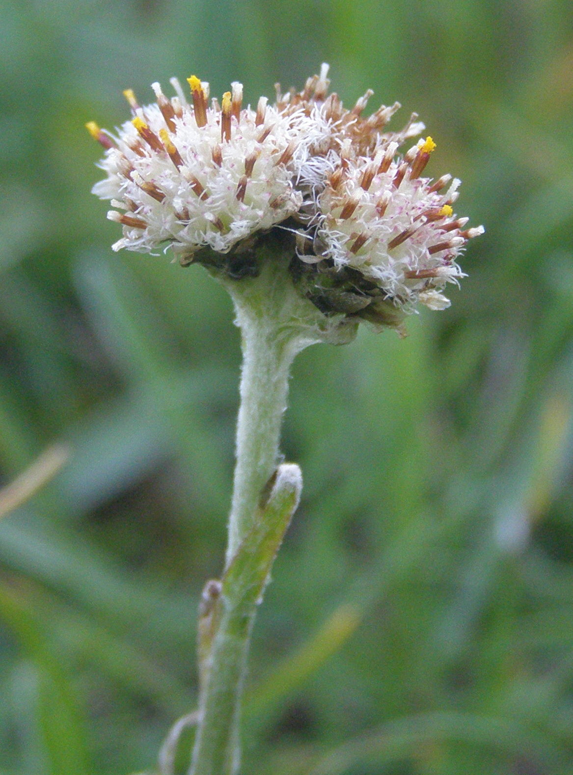 Antennaria carpatica e Antennaria dioica , Natura Mediterraneo | Forum ...