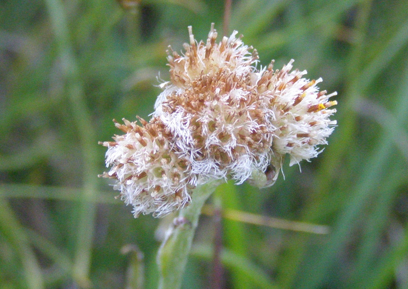 Antennaria carpatica e Antennaria dioica , Natura Mediterraneo | Forum ...