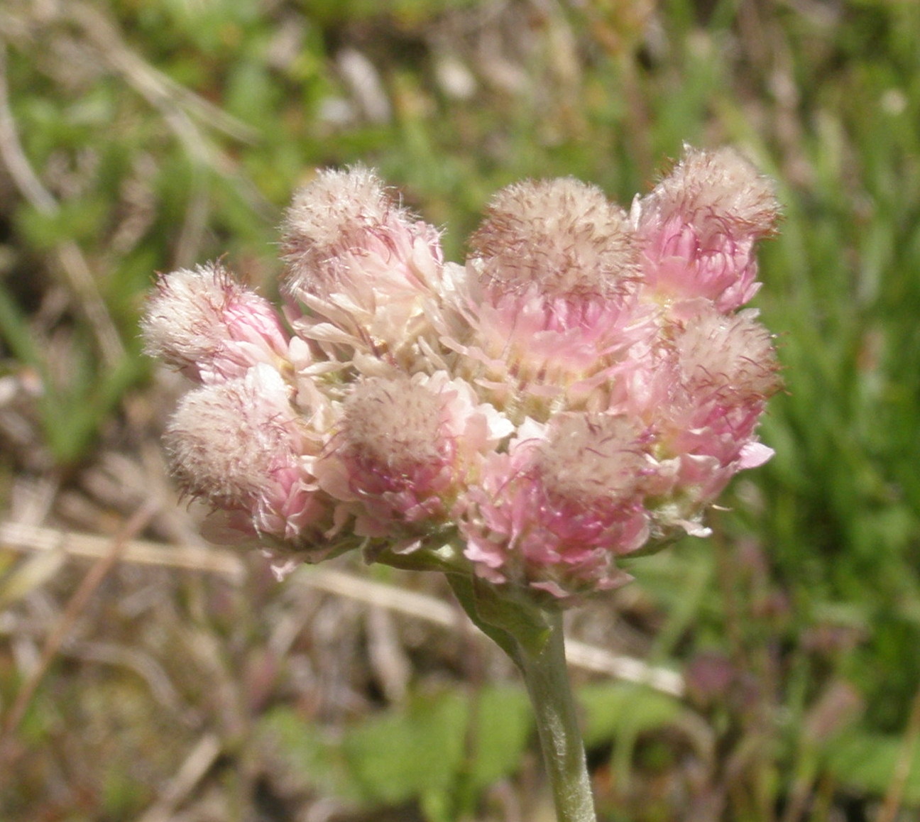 Antennaria carpatica e Antennaria dioica , Natura Mediterraneo | Forum ...