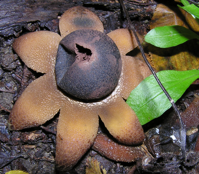 Mutinus e Geaster ?? , Natura Mediterraneo | Forum Naturalistico