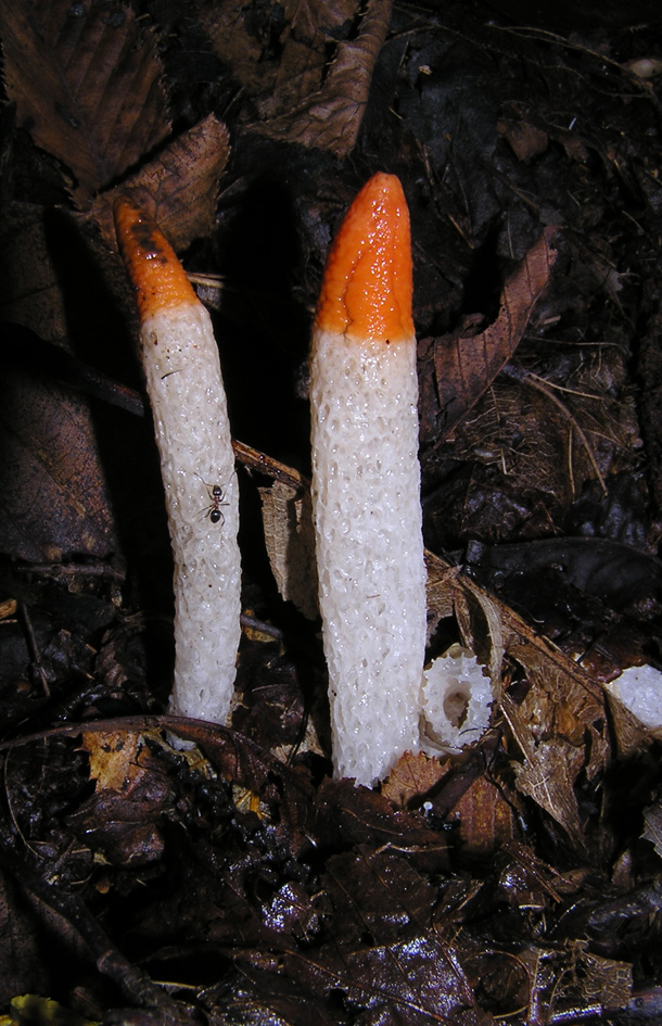 Mutinus e Geaster ?? , Natura Mediterraneo | Forum Naturalistico