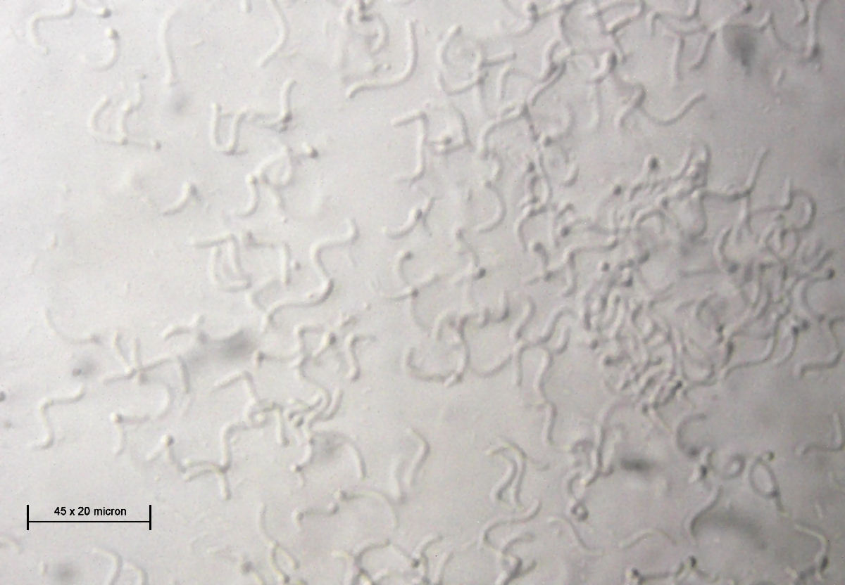 spirilli , Natura Mediterraneo | Forum Naturalistico