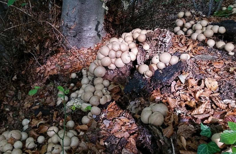 Lycoperdon sp. , Natura Mediterraneo | Forum Naturalistico