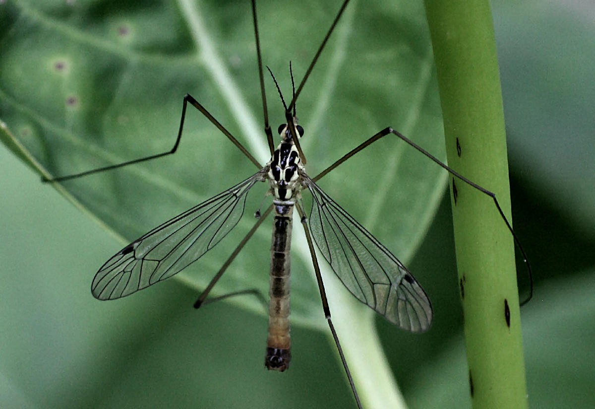 Tipula sp. ?? , Natura Mediterraneo | Forum Naturalistico