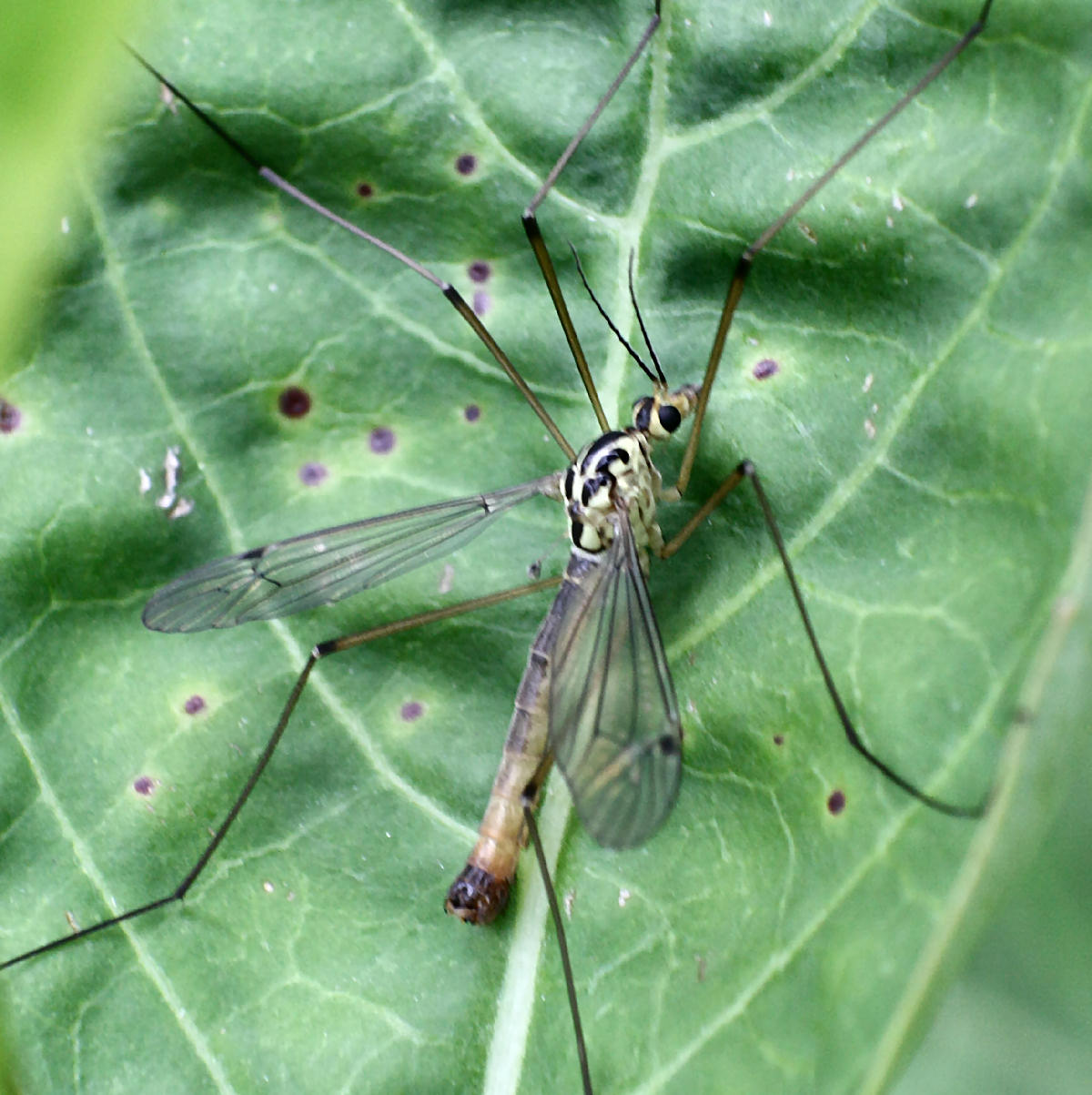 Tipula sp. ?? , Natura Mediterraneo | Forum Naturalistico