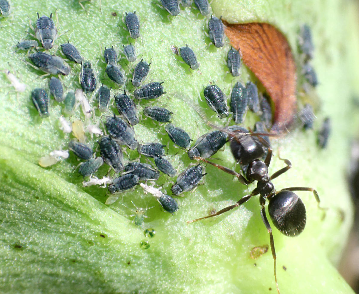 Aphis (Aphis) gossypii della Lombardia (MB) , Natura Mediterraneo ...