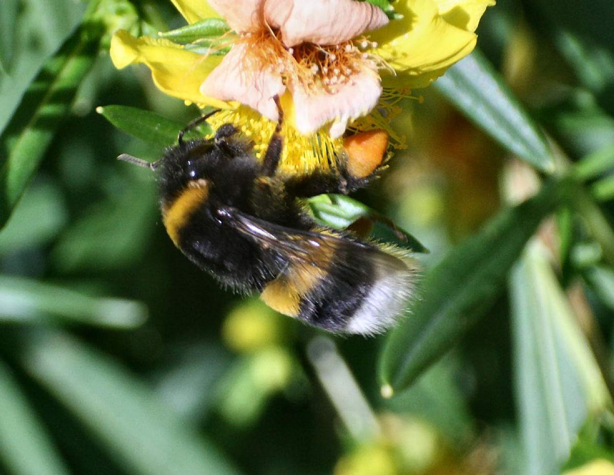Bombus terrestris ? , Natura Mediterraneo | Forum Naturalistico