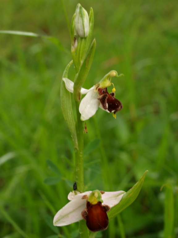 Ophrys apifera var. tilaventina , Natura Mediterraneo | Forum Naturalistico
