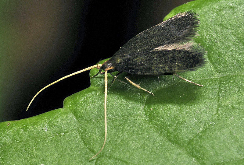 Lecithoceridae? Sì: Lecithocera nigrana , Natura Mediterraneo | Forum ...