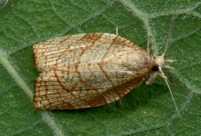 Tortricidi , Natura Mediterraneo | Forum Naturalistico