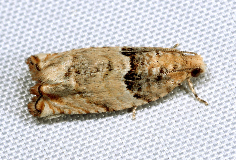 Tortricidi , Natura Mediterraneo | Forum Naturalistico