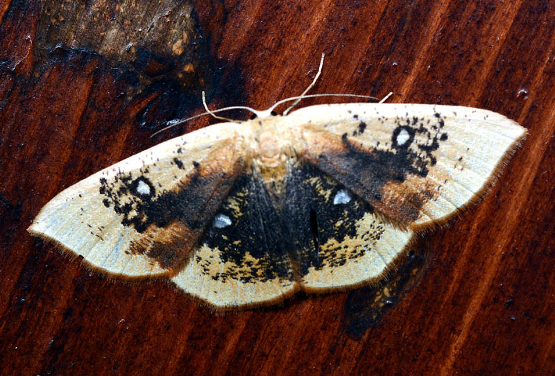 Falene varie , Natura Mediterraneo | Forum Naturalistico