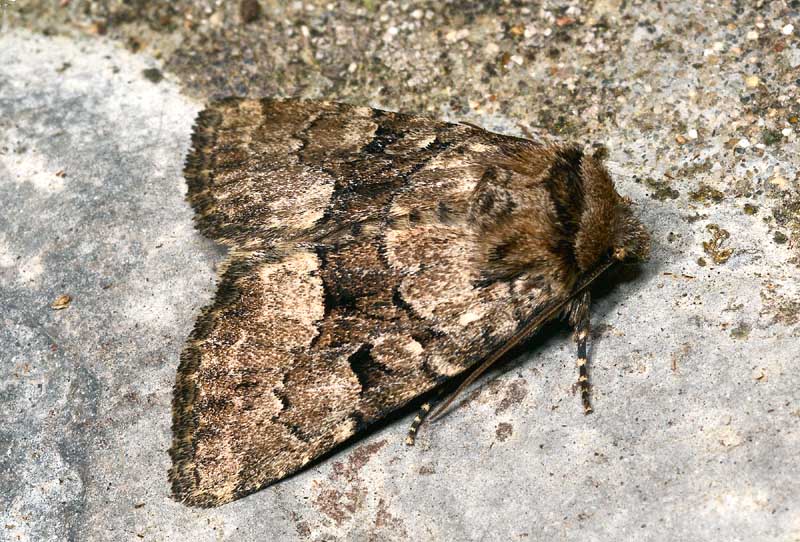 Falene varie , Natura Mediterraneo | Forum Naturalistico