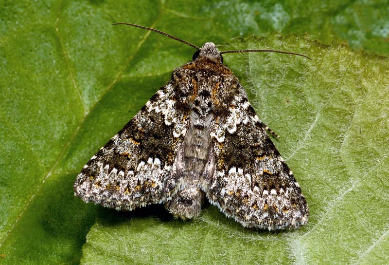 Falene varie , Natura Mediterraneo | Forum Naturalistico