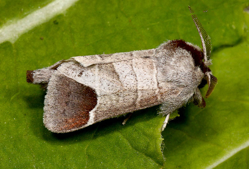 Falene varie , Natura Mediterraneo | Forum Naturalistico