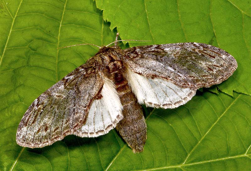 Falene varie , Natura Mediterraneo | Forum Naturalistico