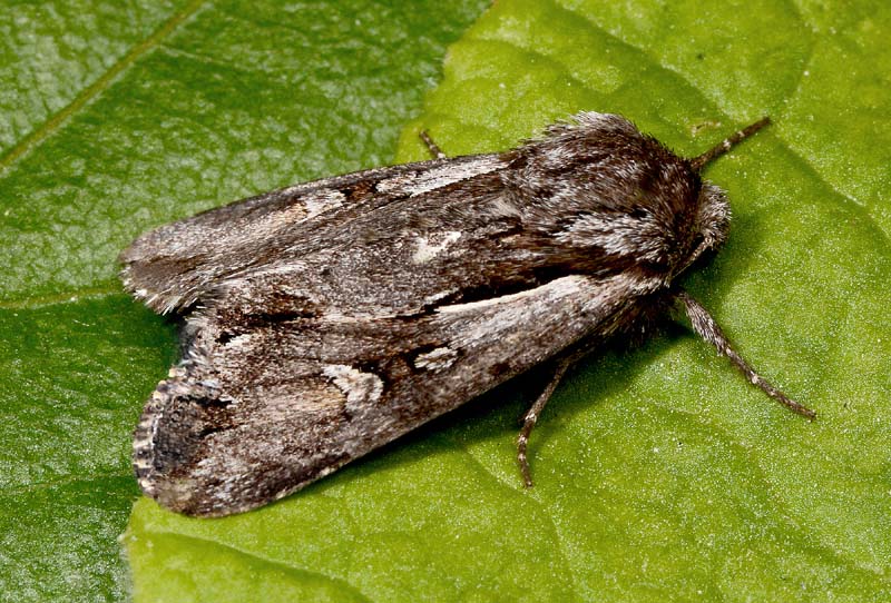 Falene varie , Natura Mediterraneo | Forum Naturalistico