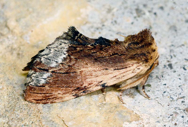 Falene varie , Natura Mediterraneo | Forum Naturalistico