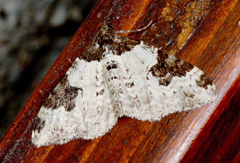 Falene varie , Natura Mediterraneo | Forum Naturalistico