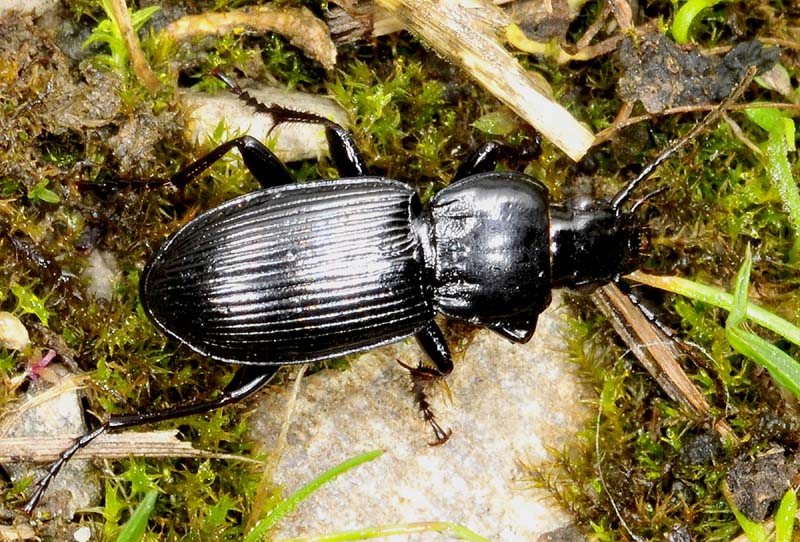 Carabidae: Pterostichus melas italicus , Natura Mediterraneo | Forum ...
