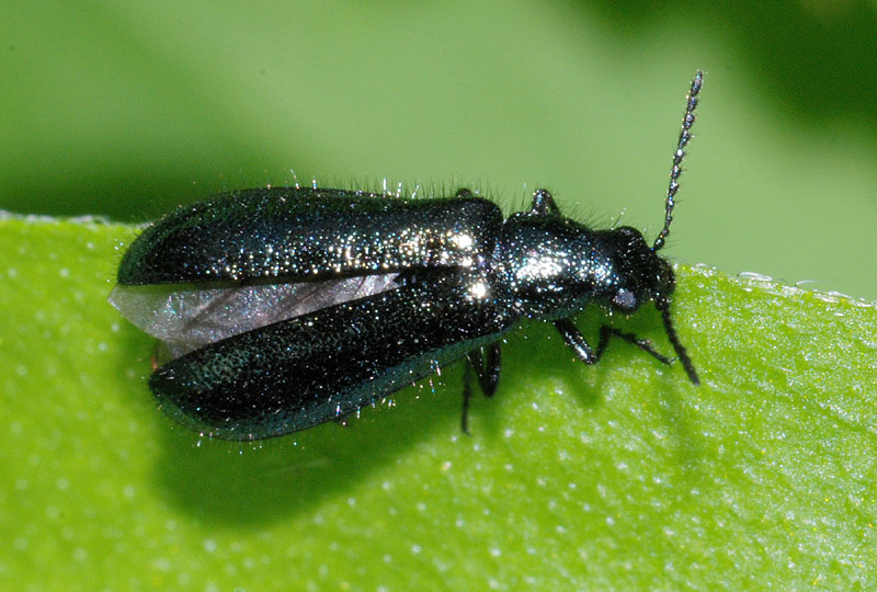 Dasytidae , Natura Mediterraneo | Forum Naturalistico