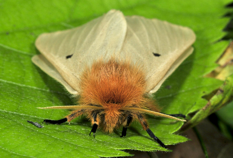 20° Quiz - Lemonia taraxaci , Natura Mediterraneo | Forum Naturalistico