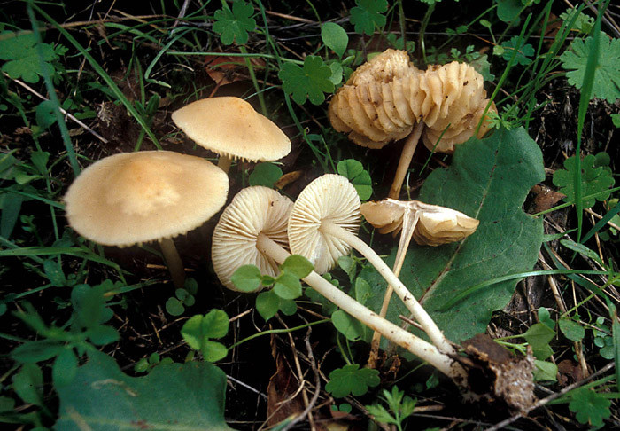 Marasmius collinus però... , Natura Mediterraneo | Forum Naturalistico