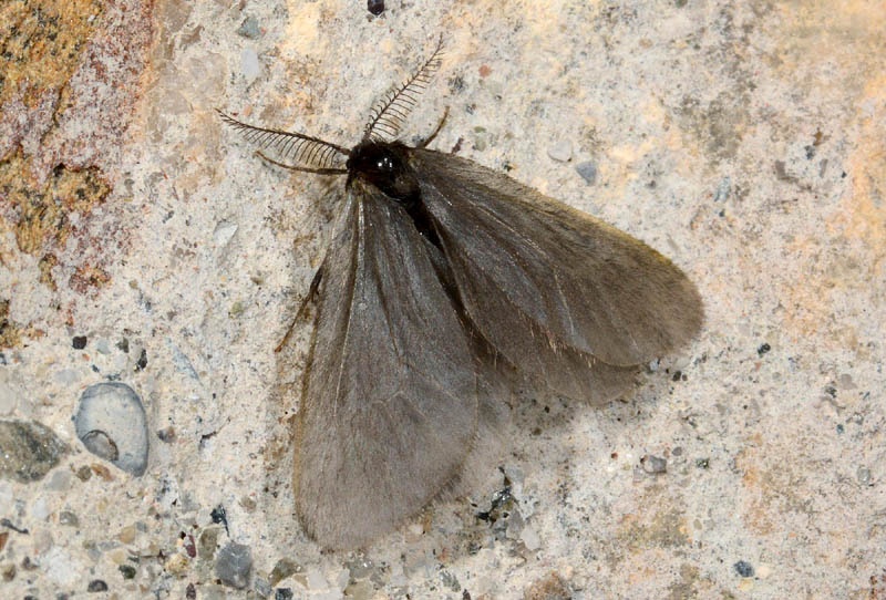 Psychidae da det. , Natura Mediterraneo | Forum Naturalistico