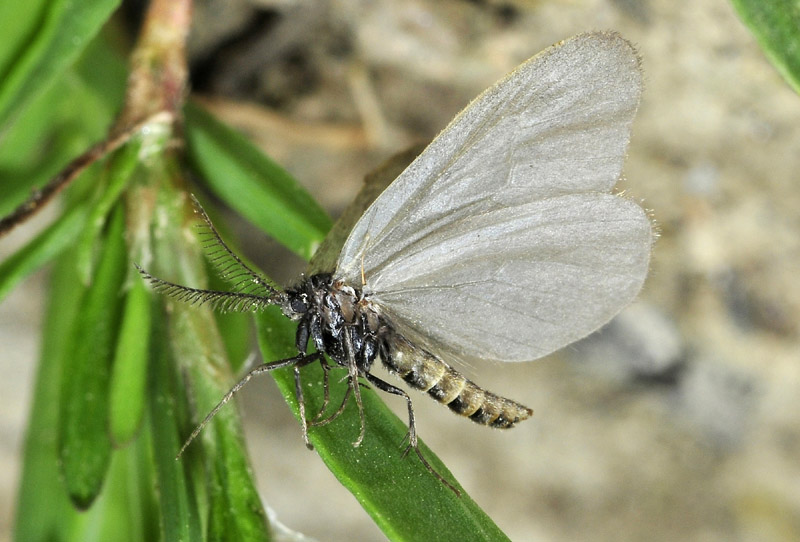Psychidae da det. , Natura Mediterraneo | Forum Naturalistico