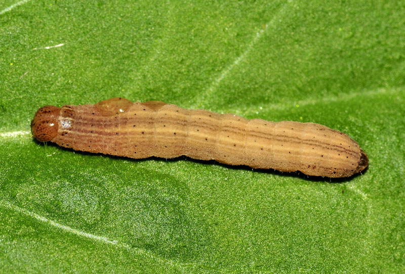 12° bruco da det. - Mythimna sp. , Natura Mediterraneo | Forum ...